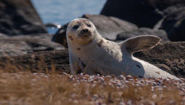 Connecticut National Estuarine Research Reserve | Home | Connecticut ...