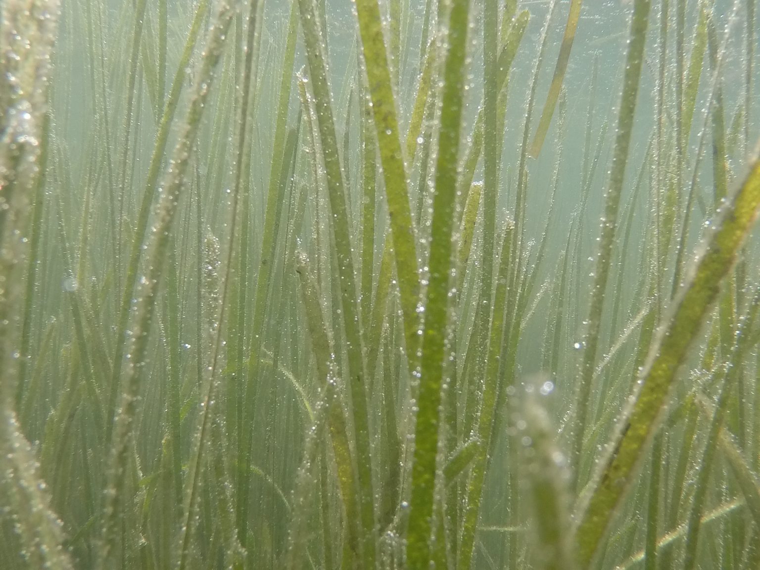 LIS Eelgrass Collaborative Workshop | Connecticut National Estuarine ...